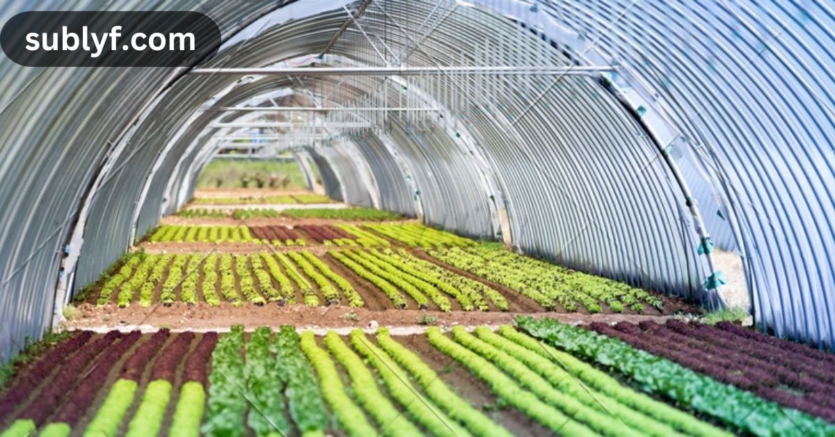Picas Greenhouse Productions System With Business Central-Tech Advancement